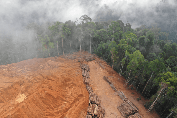 How is the Daintree rainforest being protected?