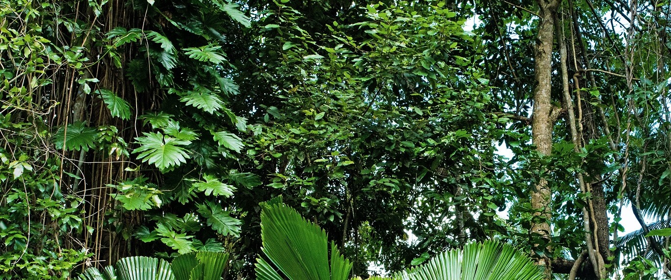 What is the biggest threat to the Daintree Rainforest?